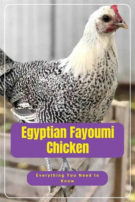 Egyptian Fayoumi Eggs Temperament Size And Raising Tips