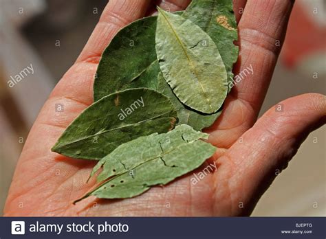 Coca Leaves Minca At Lewis Caulfield Blog