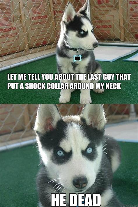 Let Me Tell You About The Last Guy That Put A Shock Collar Around My