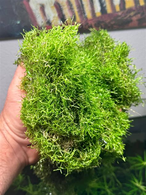 Riccia Fluitans Crystalwort Versatile 4 Oz Plant Blue Zone Aquarium