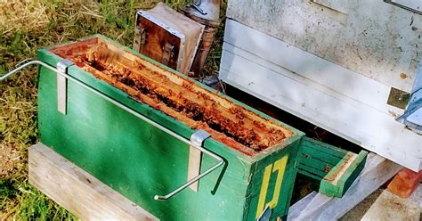 Queens From Queen Cells In Mating Boxes