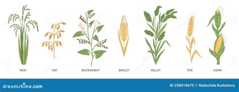 Cereal Grasses Vertical Posters Set Vector Illustration Cartoondealer