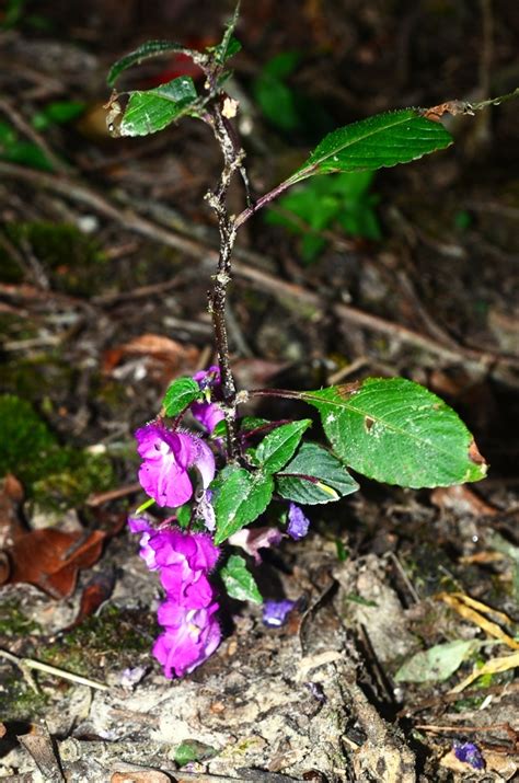 Impatiens Florigera Eflora Of India