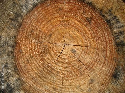 Cross Section Of Tree Trunk Stock Photo Adobe Stock