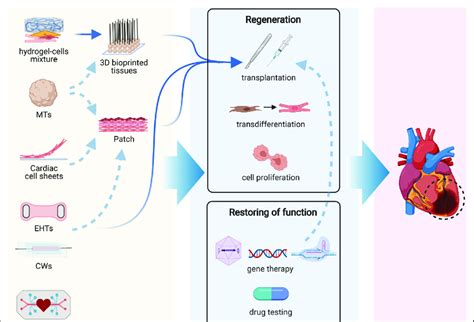 Three Dimensional 3d Cardiac Models In Regenerative Medicine Left Download Scientific