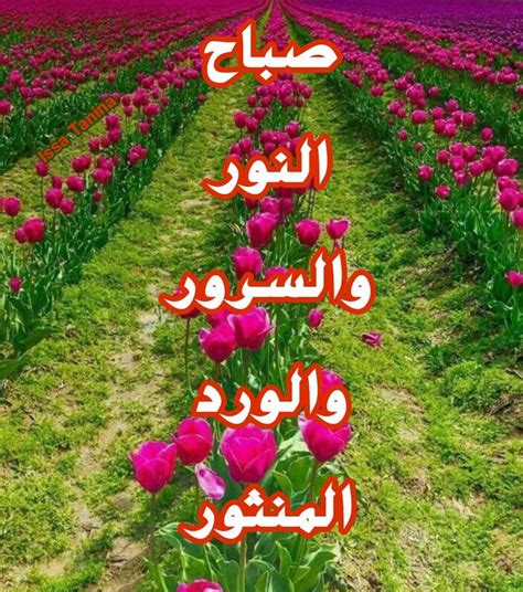 صباح النور والسرور والورد المنثور【2024】