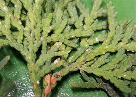 How To Identify And Control Juniper Scale Kiwicare