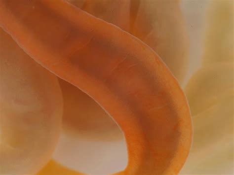 Cephalothrix Simula An Invasive Non Native Toxic Species Of Ribbon