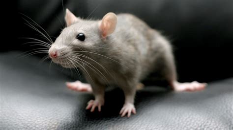 How To Get Rid Of Rats In The House Fast And Keep Them Away Once And