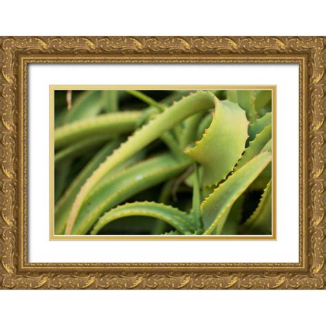 Berzel Erin 14x11 Gold Ornate Wood Framed With Double Matting Museum Art Print Titled Aloe Ii