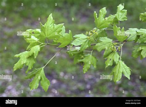 Field Maple Flowers And Leaves Acer Campestre Field Maple Stock