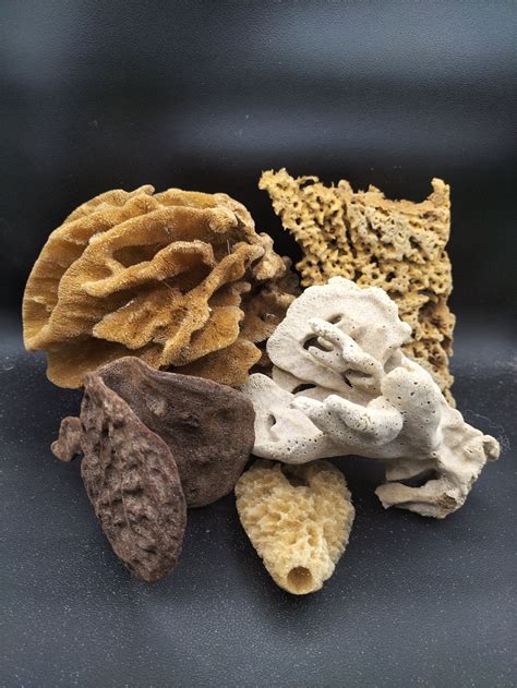 Set Of 5 Natural Sea Sponge 4921 She Sells Shells