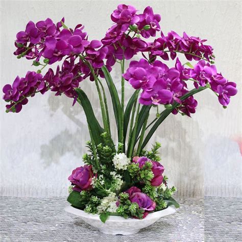 Orchid Seed E2 Mimi 1 Thousand Results Found In Yandex Images Flower