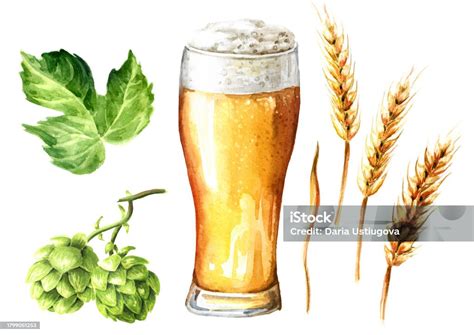 가벼운 맥주 한 잔과 신선한 녹색 홉과 밀과 보리 이삭 세트 손으로 그린 수채화 그림 흰색 배경에 고립 0명에 대한 스톡 벡터 아트 및 기타 이미지 Istock