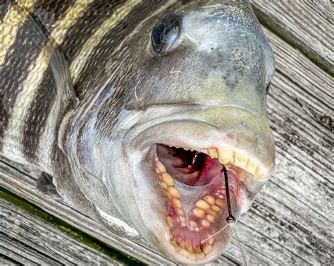 Parmesan Herb Fried Sheepshead Realtree Camo