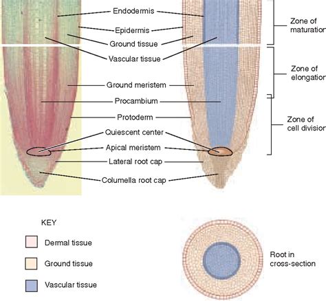 Supporting Tissues In Plants