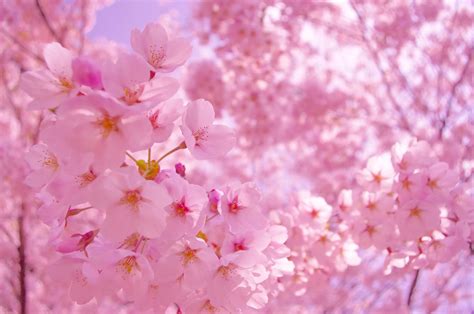 Sakura Flower Pink Cherry Free Photo On Pixabay Pixabay
