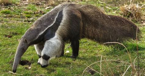 Anteater