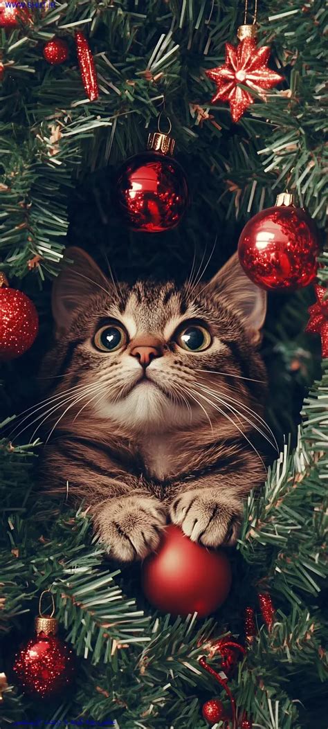 دانلود والپیپر گربه برای کامپیوتر