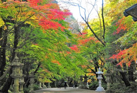 紅葉／香取神宮｜イベント｜千葉県公式観光サイト ちば観光ナビ