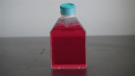 细胞培养试剂 原代细胞、人源细胞、小鼠细胞等细胞培养试剂 上海富衡生物科技有限公司