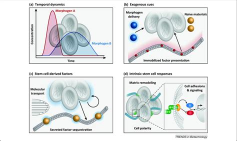 Emerging Strategies For Spatiotemporal Control Of Stem Cell Fate And Morphogenesis Trends In