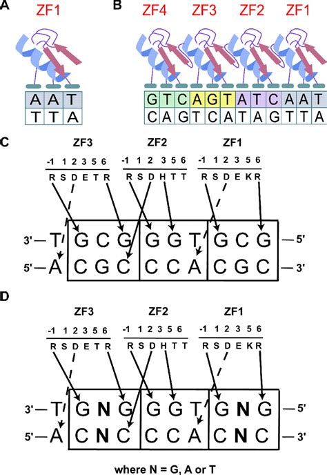 molecular biology how do dna binding proteins recognize the correct