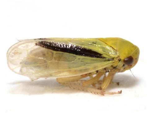 Oncopsis Variabilis Bugguide Net