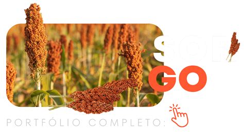 Cereal Ouro