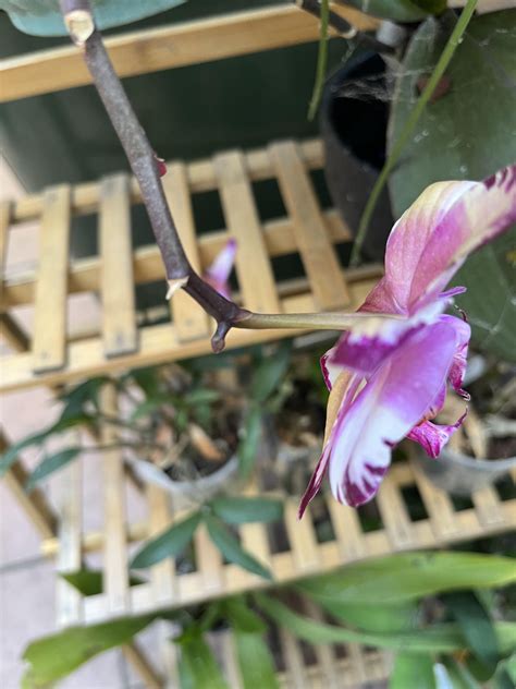 So this happened to my Phal. Magic Art. : r/orchids