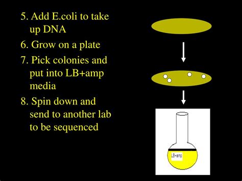 Ppt Folding Kinetics Of Chymotrypsin Inhibitor 2 Powerpoint Presentation Id 4724727