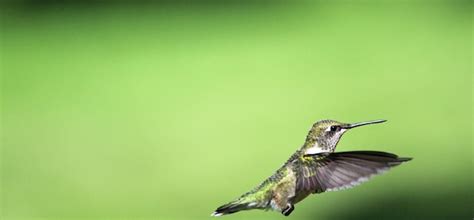Premium Photo Ruby Throated Hummingbird Flying