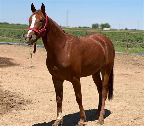 Hafize Sultan 2021 Tayı 01 Yarış Dergisi