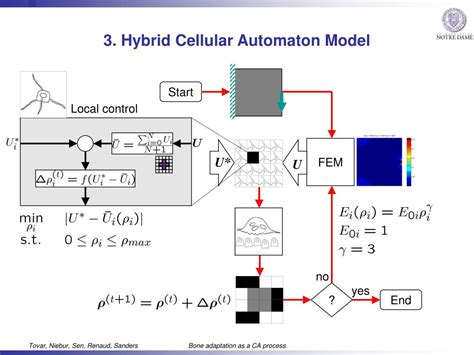 Ppt Bone Structure Adaptation As A Cellular Automaton Optimization