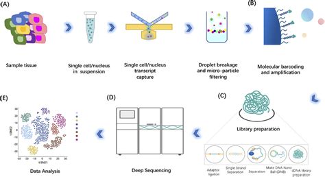 Single‐cell Rna Sequencing Technologies And Applications A Brief Overview Jovic 2022