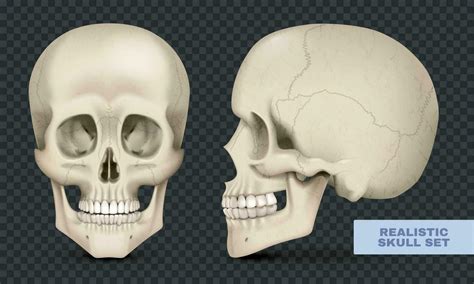Realistic Skull Set 28580798 Vector Art At Vecteezy