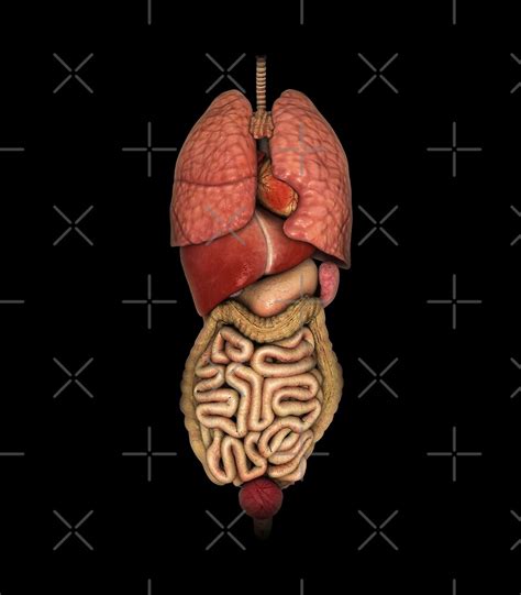 Human Entrails By Dima V Redbubble Human Entrails By Dima V Redbubble