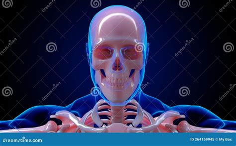 Human Skeleton Anatomy Skll Bones For Medical Concept D Rendering Stock Illustration
