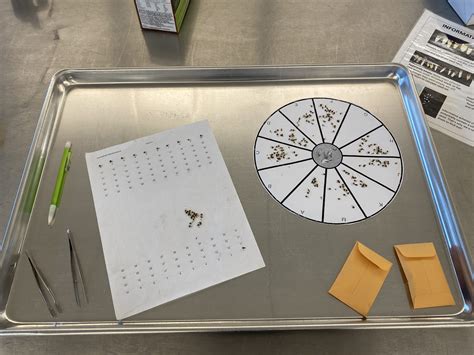 Project Update Randomizing Achenes The Echinacea Project