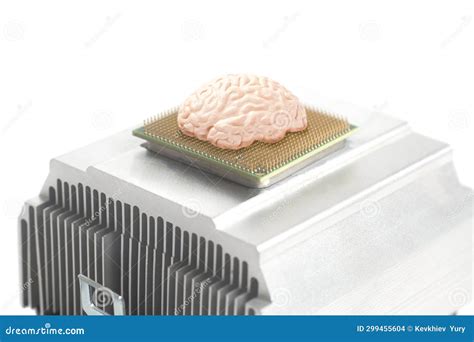 Human Brain Anatomical Model On CPU Processor Microchip Stock Photo Image Of Cerebral Sensory