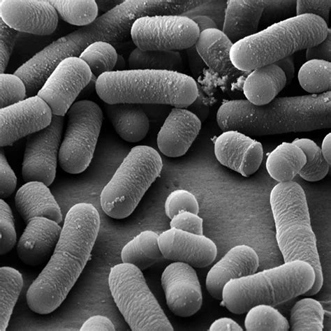 Lactobacillus Plantarum