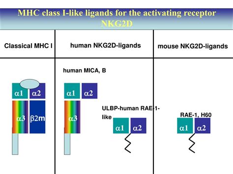 Ppt The Mhc Complex Genetics Function And Disease Association Powerpoint Presentation Id