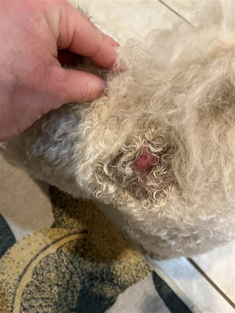 Is This Ringworm Or An Insect Bite It Doesnt Hurt Him Rvet