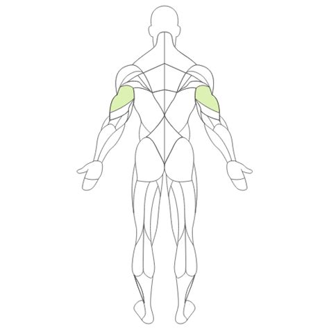 Barbell Lying Triceps Extension Video Exercise Guide And Tips