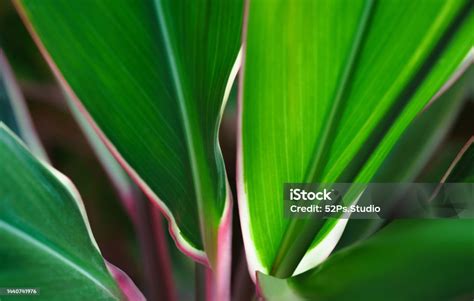 클로즈업 패턴 매크로 코디 라인 이국적인 밝은 신선한 녹색 열대 잎 질감 자연 단풍 추상적 인 Backgroundjungle 식물 벽지 개념 바탕 화면 배경 웹 사이트 표지