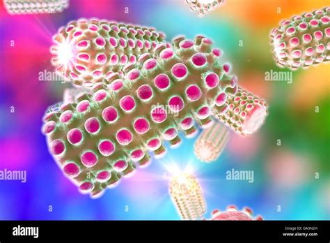 Rabies Virus Particle Structure Stock Illustration