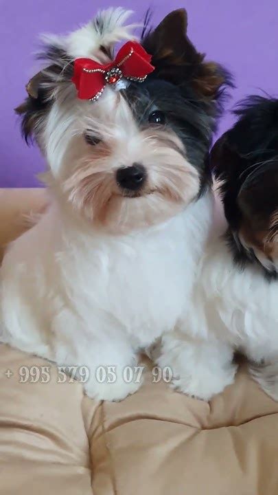 სუფთა სისხლის ბივერ ტერიერის ლეკვები გაყიდვა ბივერ იორკის ლეკვები Youtube