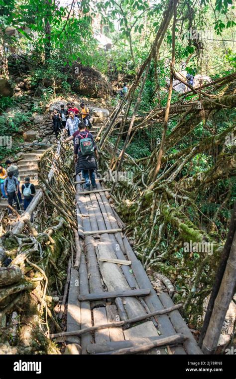 Living Tree Root Bridge Crowded With Tourist At Morning From Unique