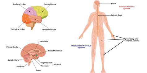 Central Nervous System Structure