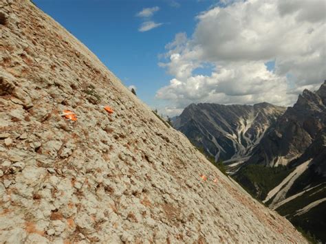 Fossil Crabs Science Andrea Baucon